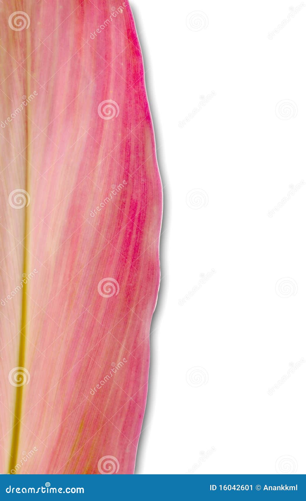 Pink leaf stock image. Image of fresh, environment, life - 16042601