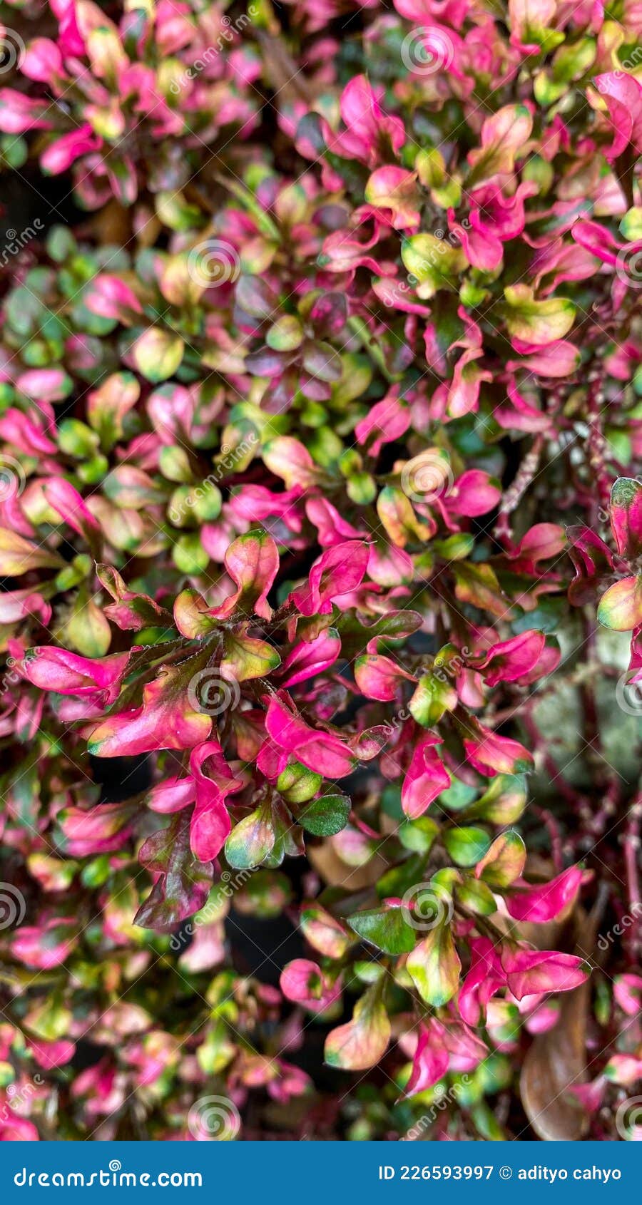 Pink leaf background stock image. Image of pink, wallpapers - 226593997