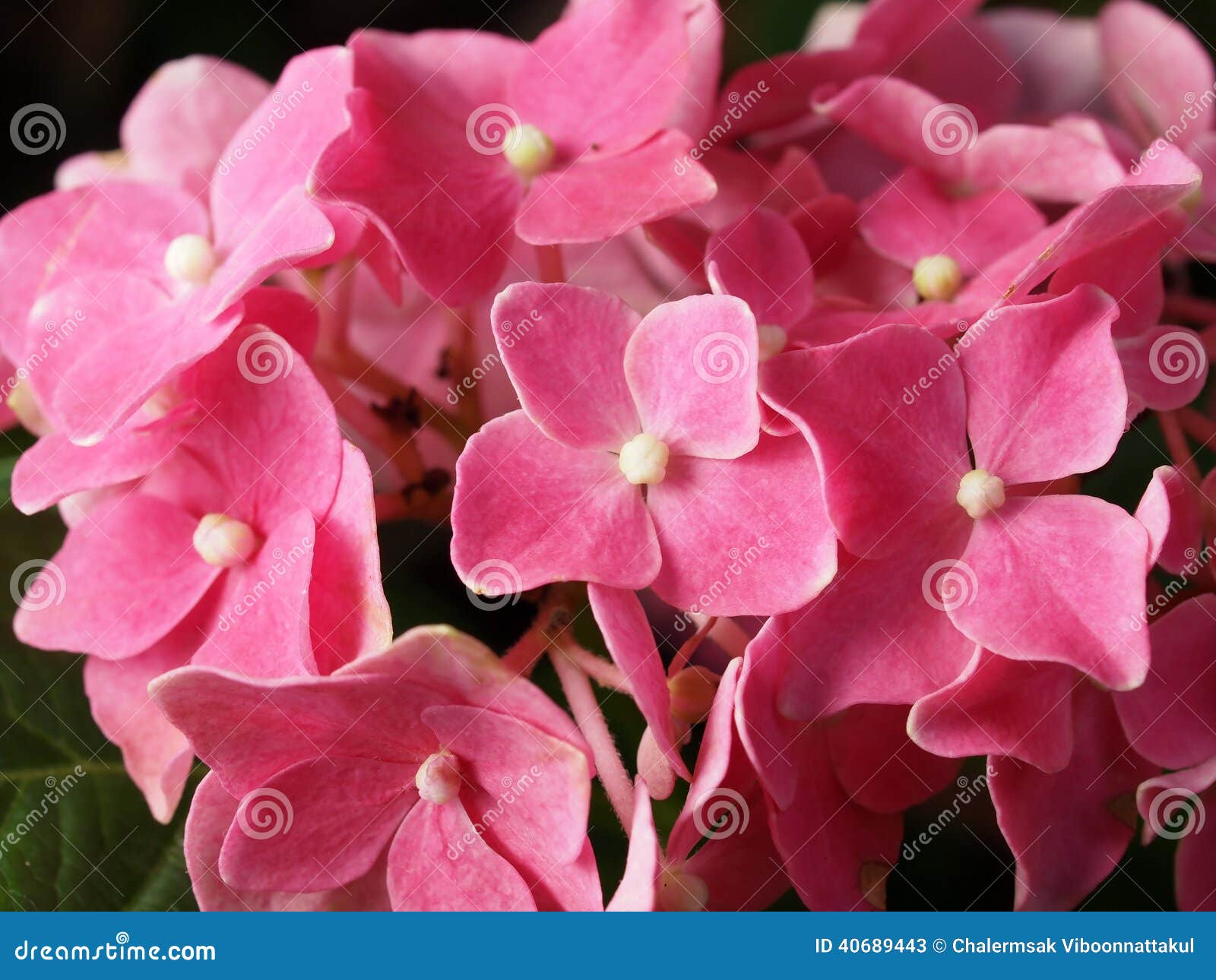 Pink leaf flower stock image. Image of flora, nature - 40689443