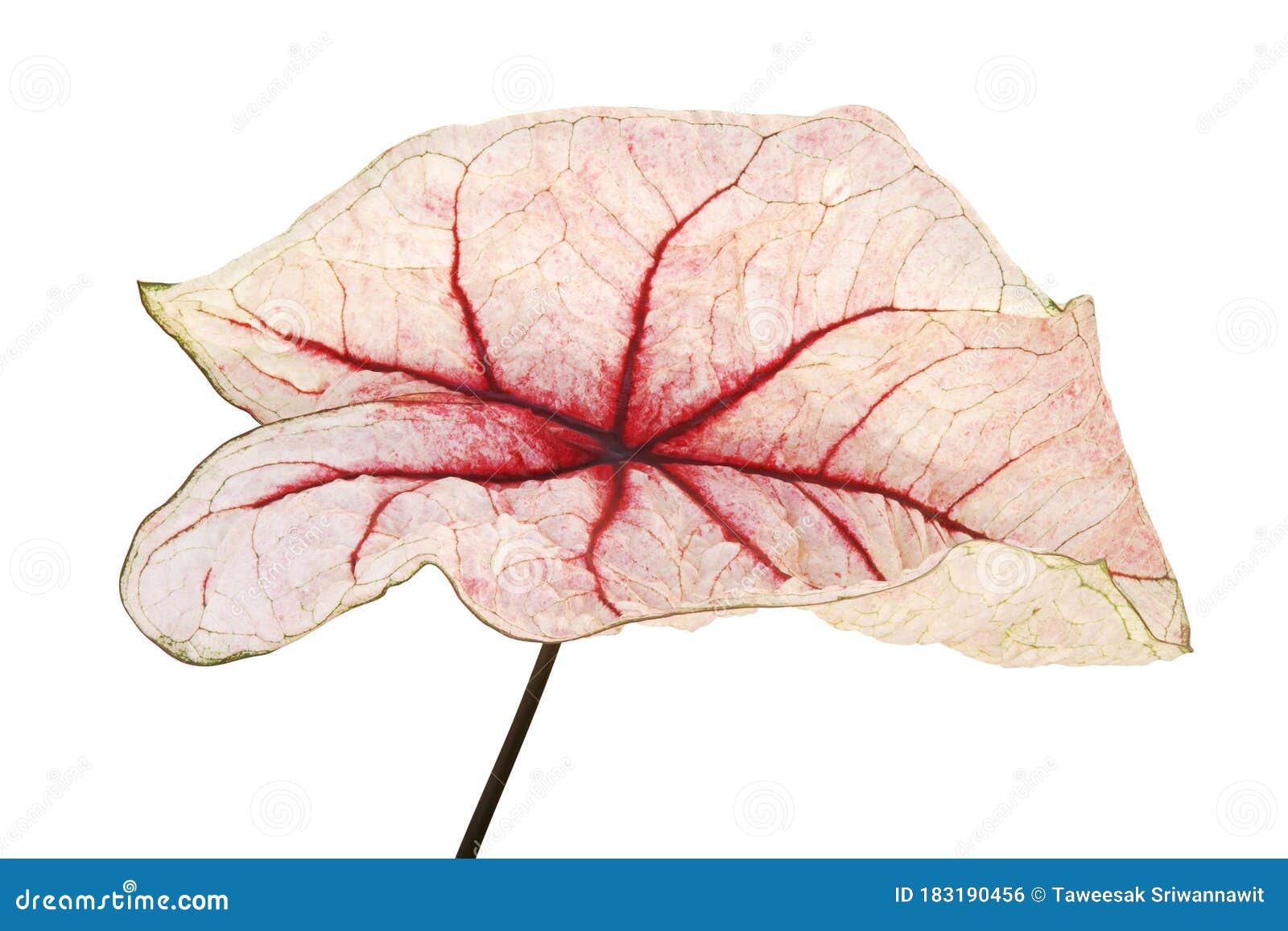 Pink Leaf Red Veins of Caladium Plant Isolated on White Background ...