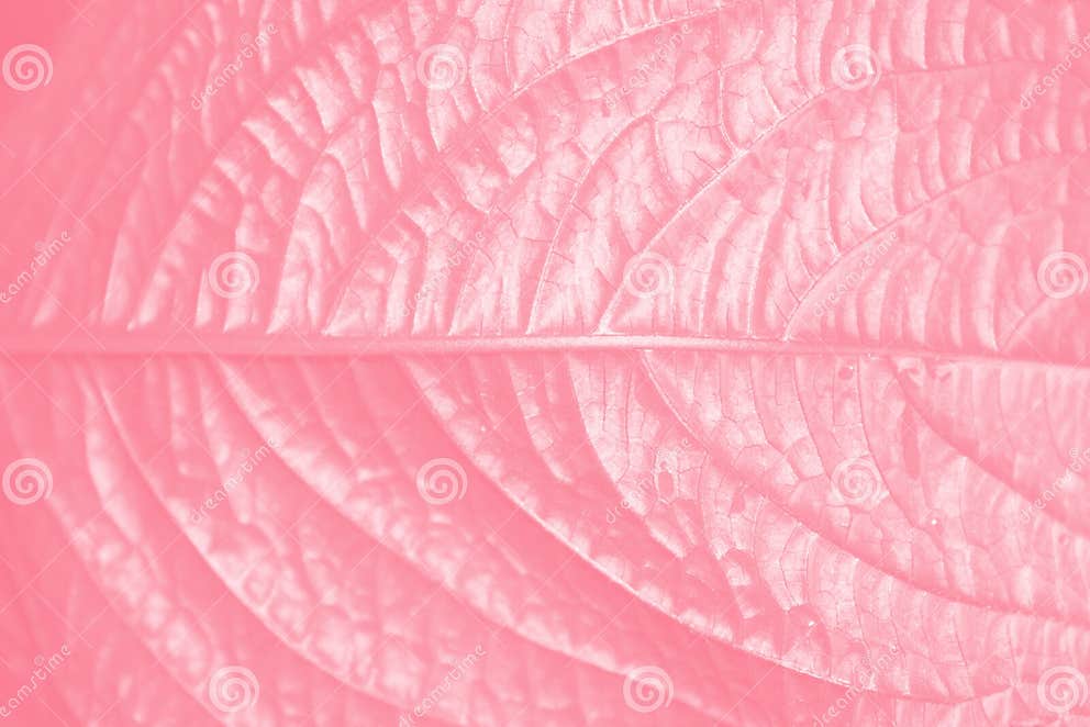Pink Leaf Texture stock photo. Image of leaf, pink, design - 25121988