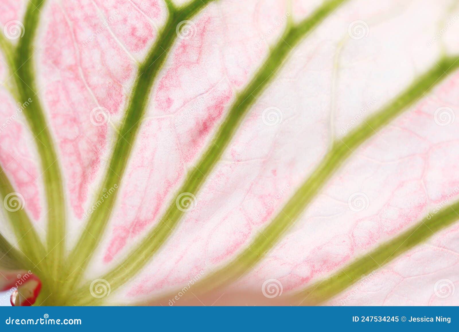 Pink Leaf Texture Background Stock Image - Image of floral, background ...