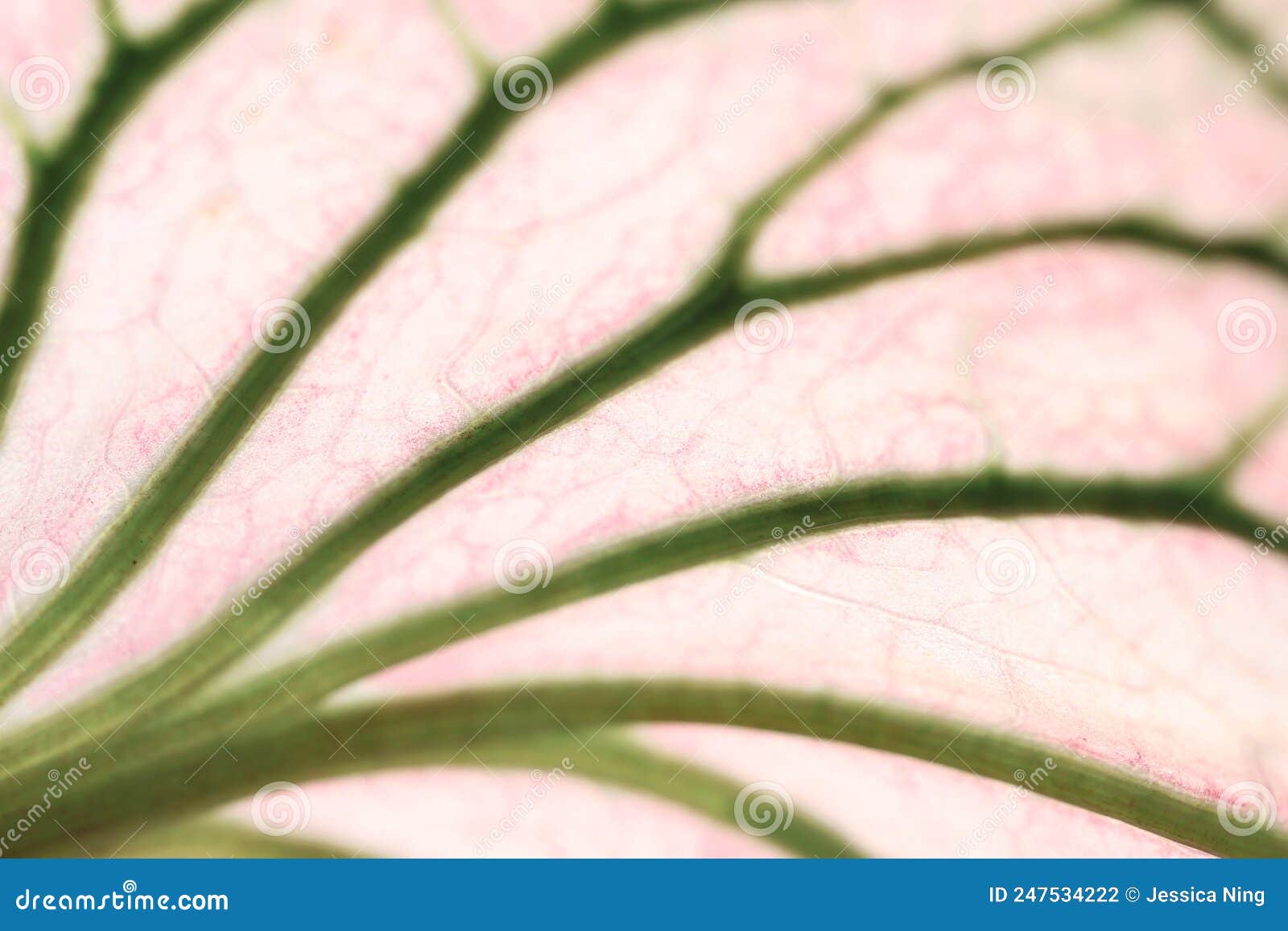 Pink Leaf Texture Background Stock Photo - Image of purple, background ...