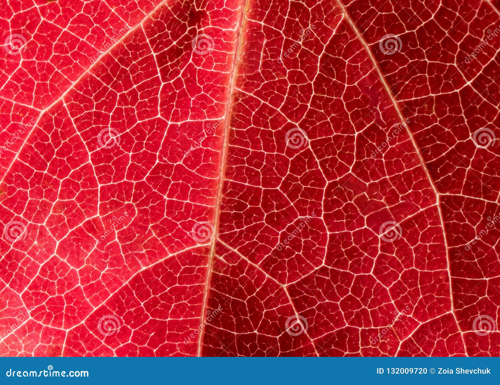 Pink leaf texture stock photo. Image of backdrop, flora - 132009720
