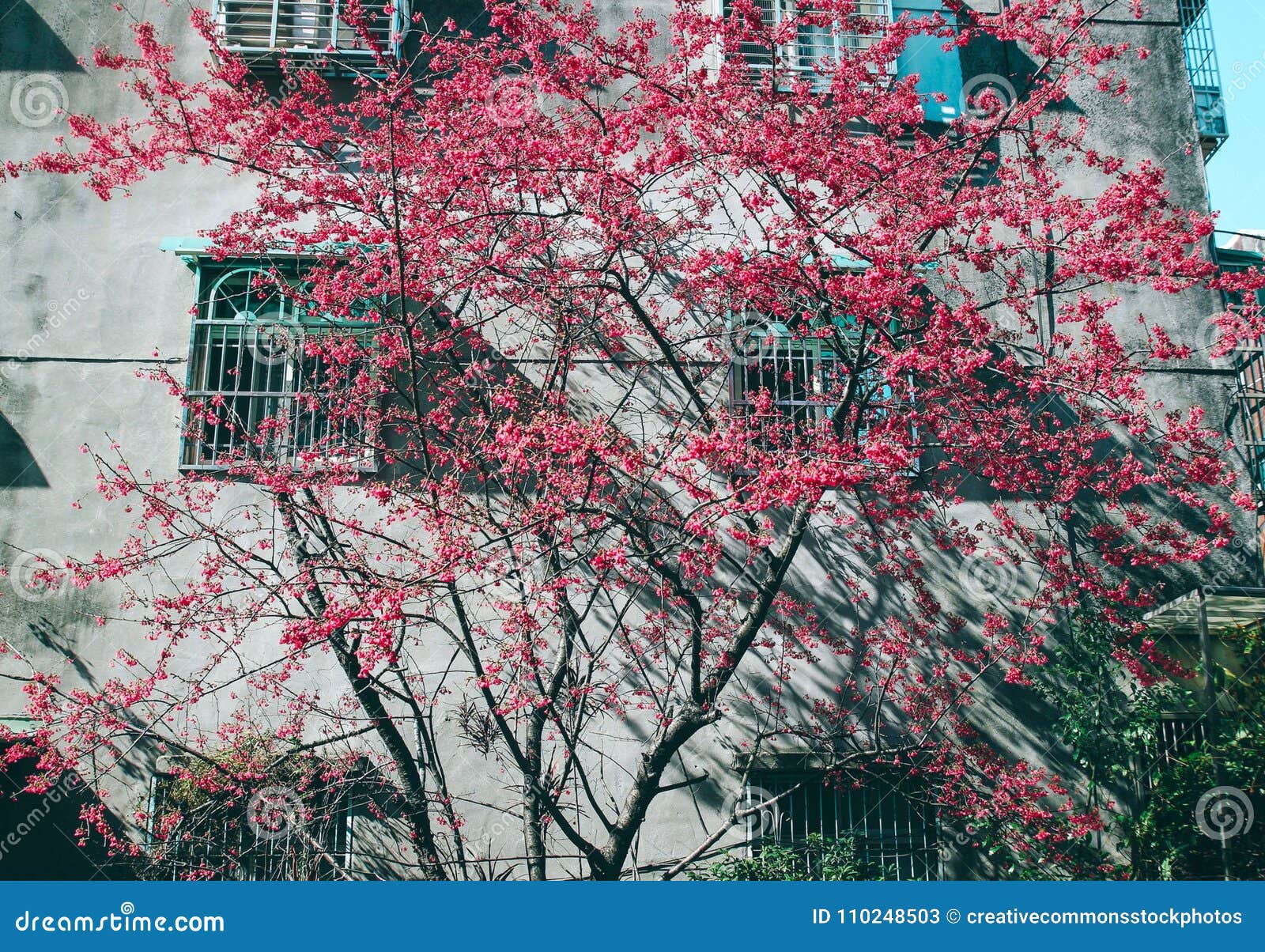 Pink Leaf Tree Picture. Image: 110248503