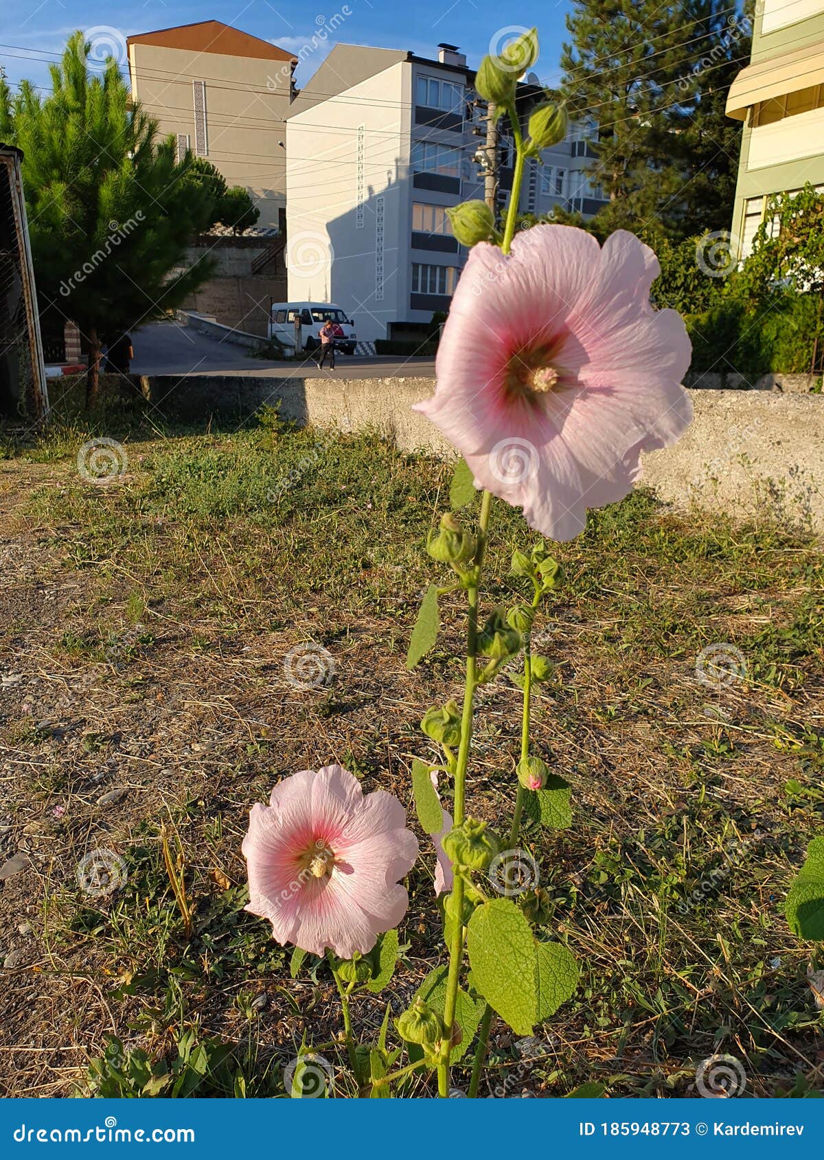 Pink Leafy Flower. Shadows Formed by the Sun in the Flower Stock Image ...
