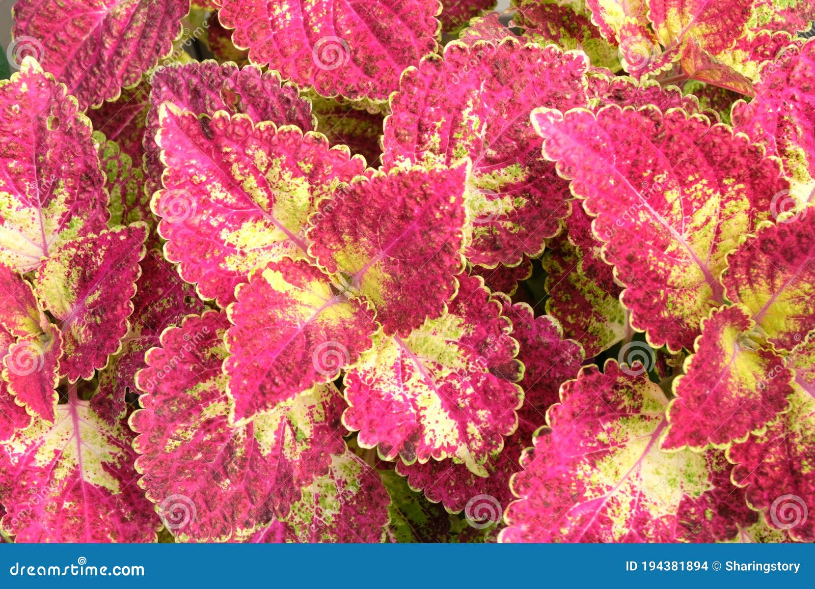 Pink leave close up stock photo. Image of abstract, background - 194381894