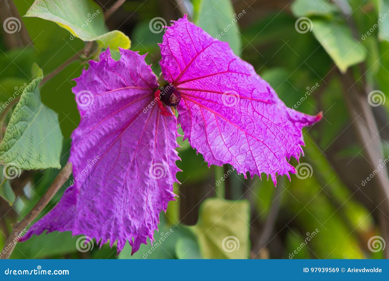 Pink Leave Flower on a Branch Stock Image - Image of texture, color ...