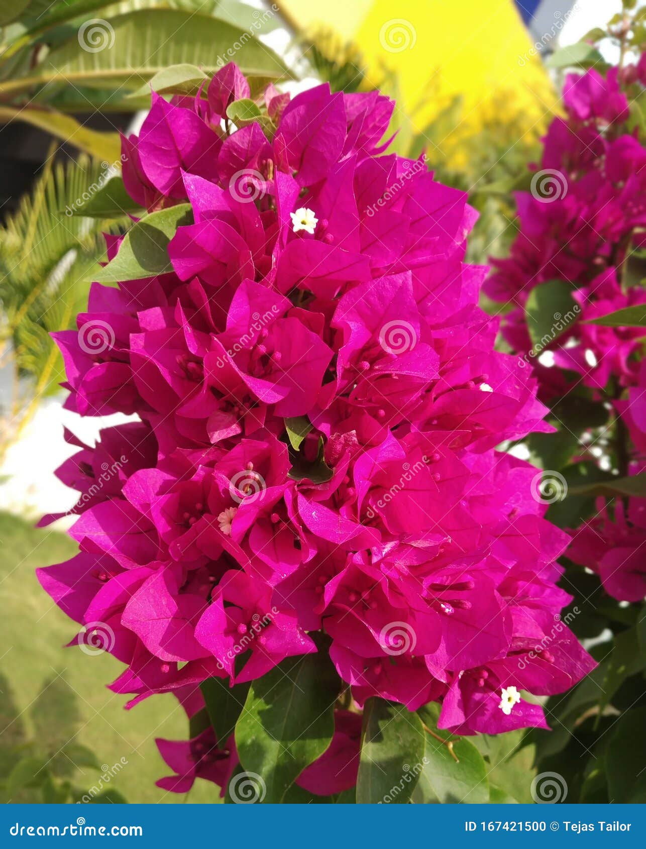 Pink leave on tree stock photo. Image of tree, leave - 167421500