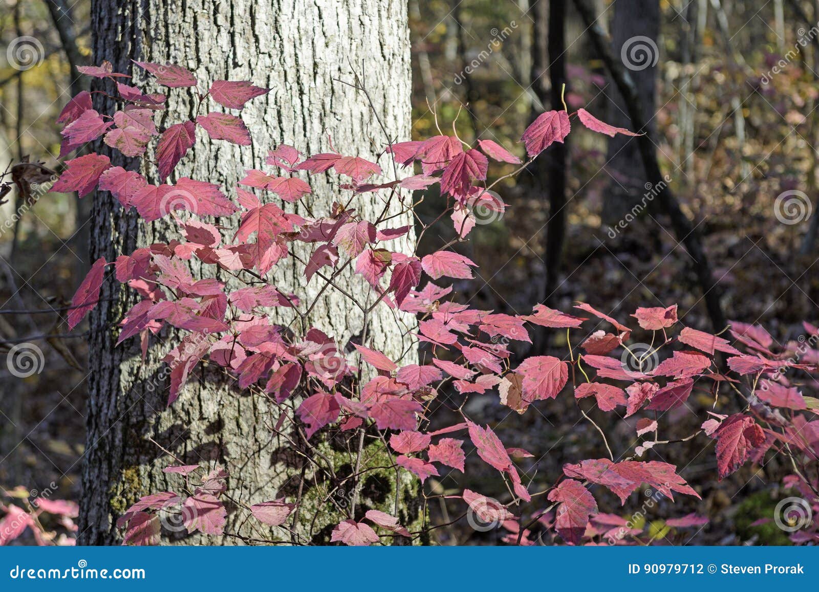 Pink Leaves in the Fall Forest Stock Photo - Image of lake, pink: 90979712