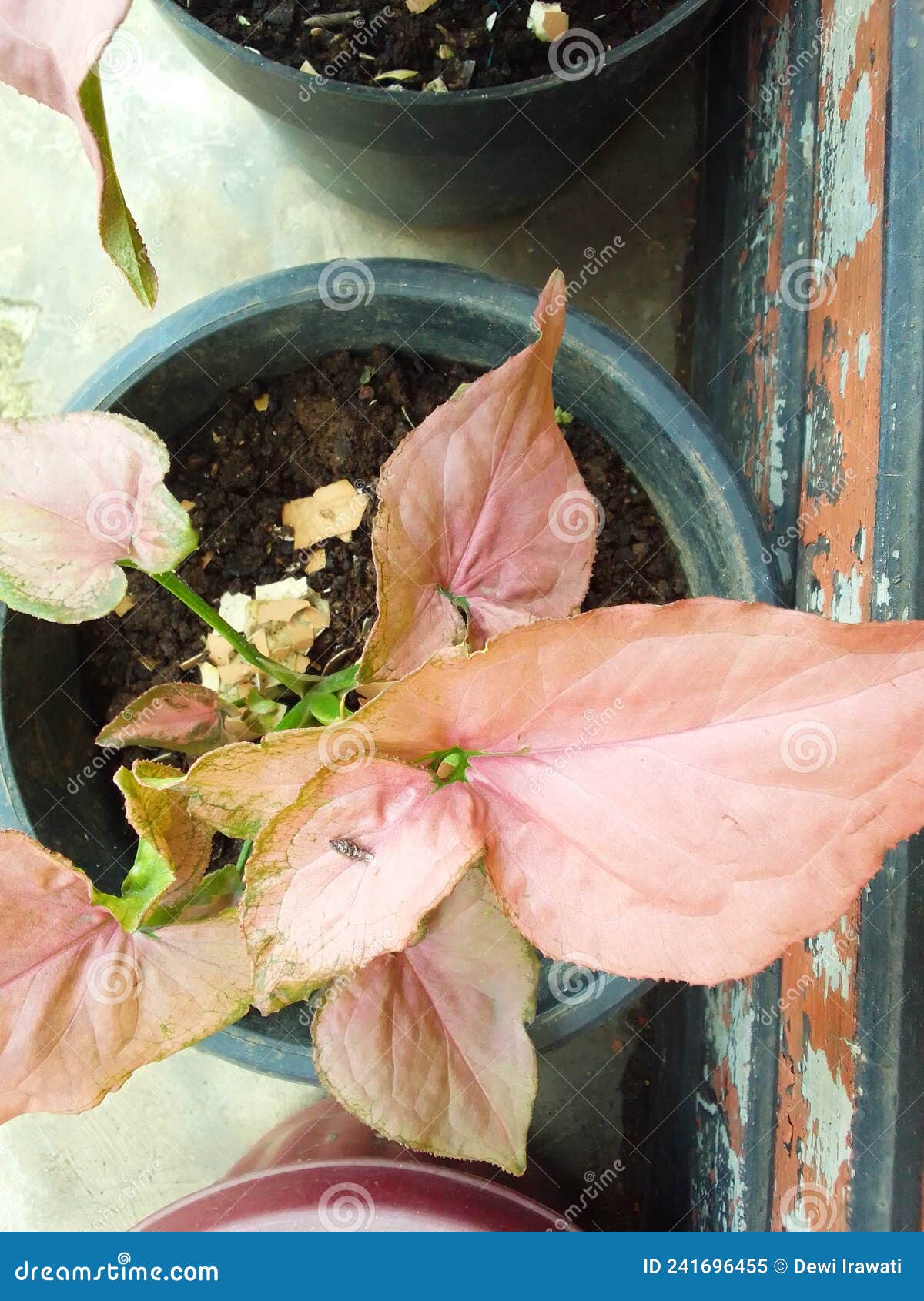 Pink leaves in a pot stock image. Image of pink, leaf - 241696455