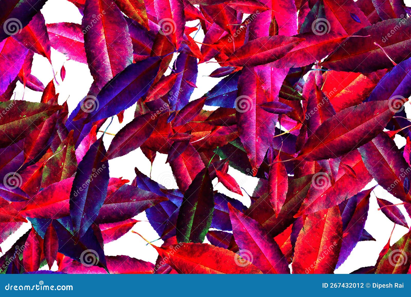 Pink Leaves Texture and Background Stock Photo - Image of foliage ...