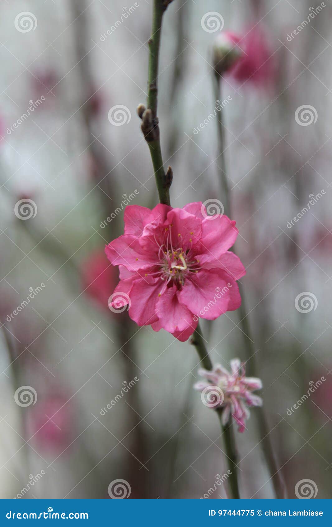 Pink life stock image. Image of pink, flower, center - 97444775
