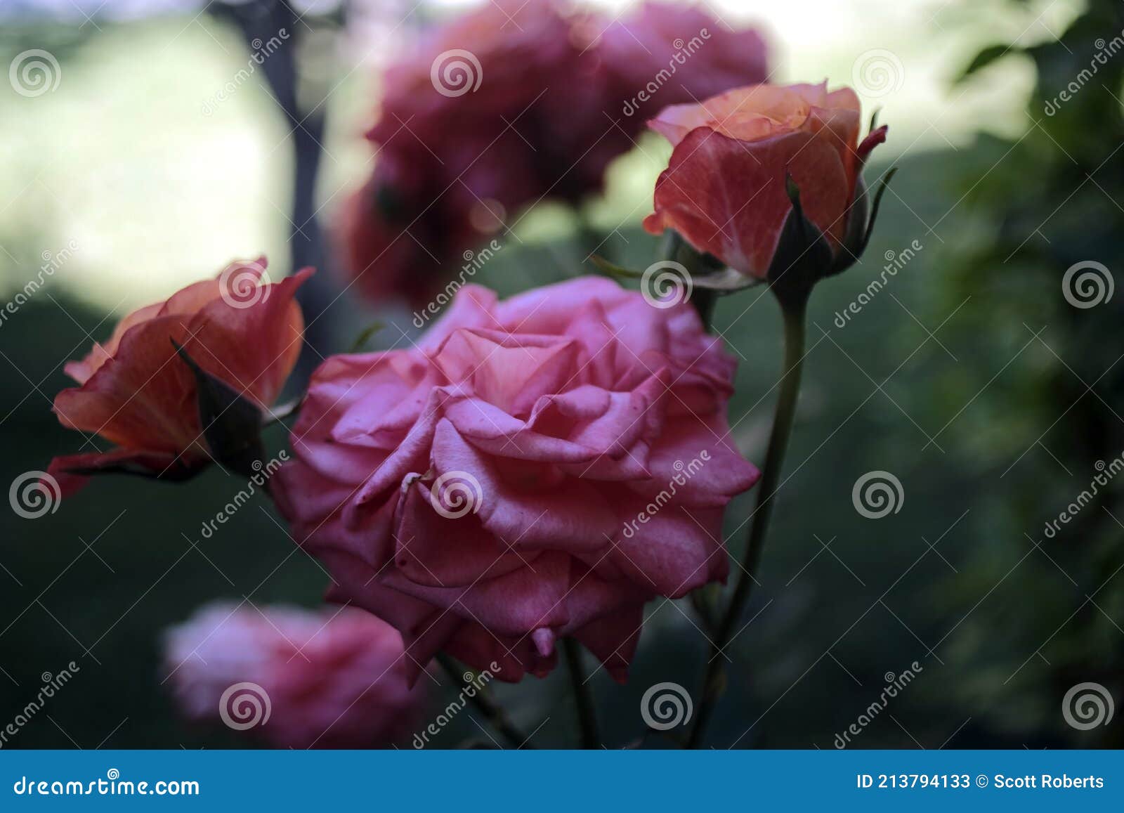 Pink and Light Orange Roses in the Garden Stock Image - Image of light ...