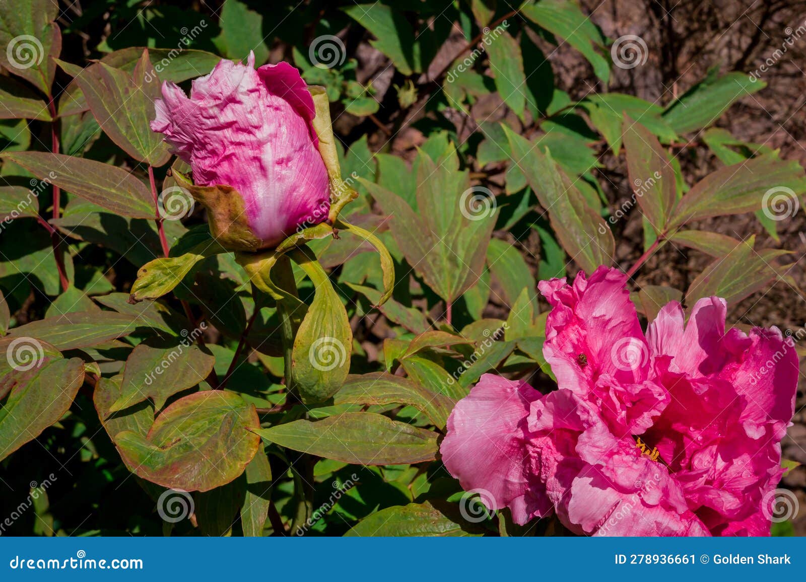 Pink Light from the Summer Peonies Background Stock Image - Image of ...