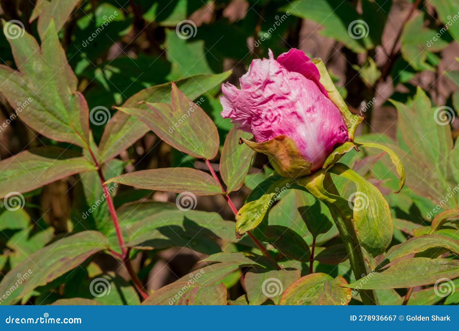 Pink Light from the Summer Peonies Background Stock Image - Image of ...