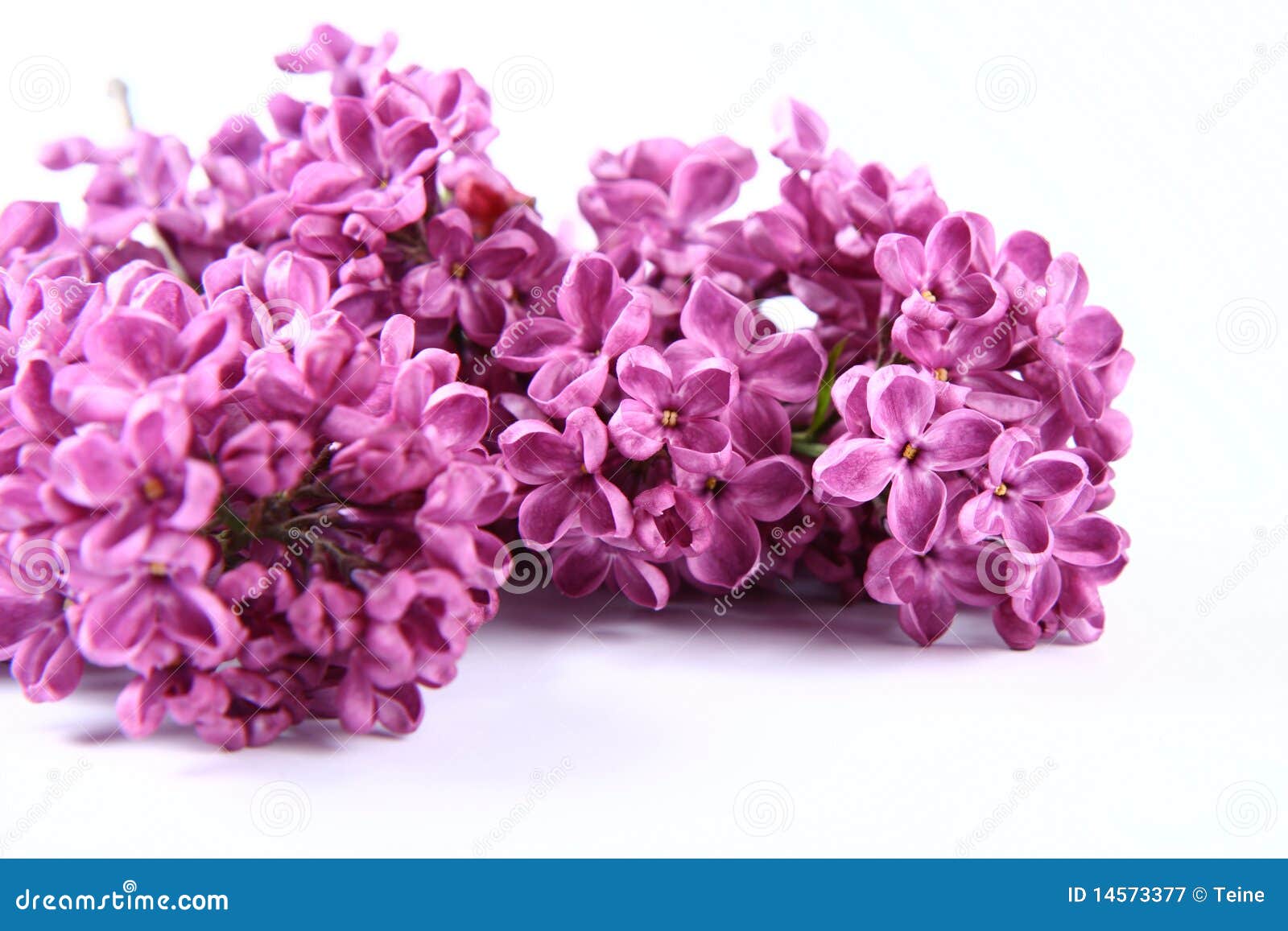 Pink lilac stock image. Image of blossom, details, green - 14573377