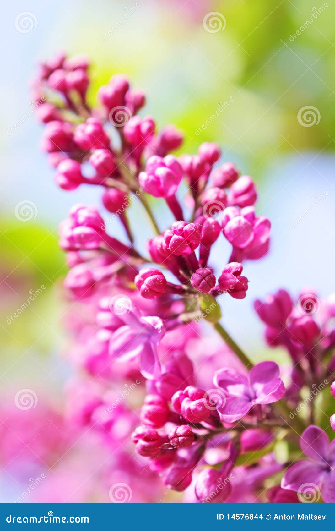 Pink Lilac stock photo. Image of color, bright, multicolored - 14576844