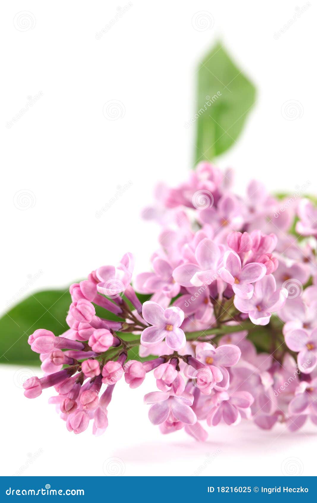 Pink lilac stock image. Image of closeup, leaf, background - 18216025