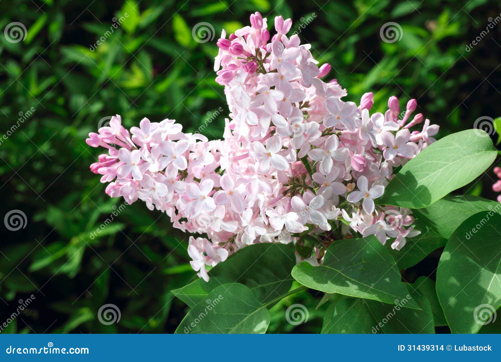 Pink Lilac stock photo. Image of nature, outdoors, leaf - 31439314