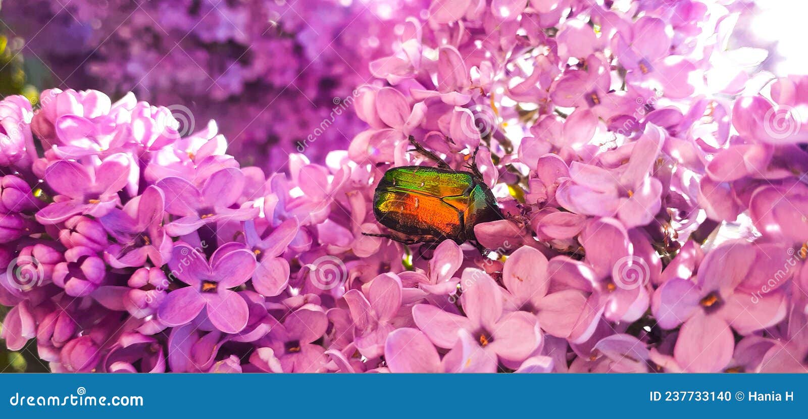 Pink lilac stock photo. Image of aurata, cetonia, honeybee - 237733140 Pink lilac stock photo. Image of aurata, cetonia, honeybee - 237733140