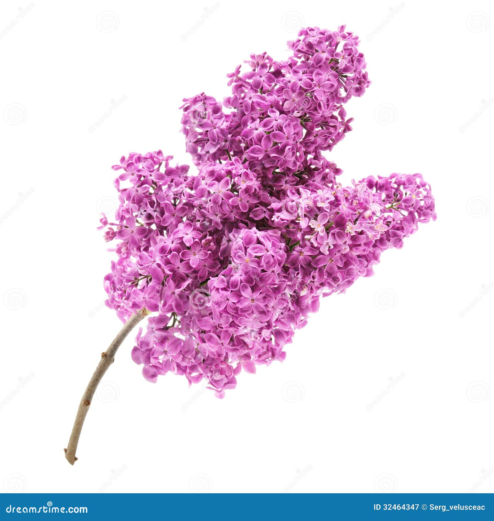Pink lilac branch stock image. Image of blossom, bouquet - 32464347