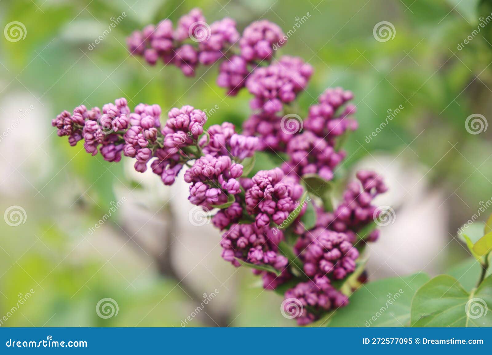 Pink Lilac Buds Close Up Background Stock Image - Image of lilac, bunch ...
