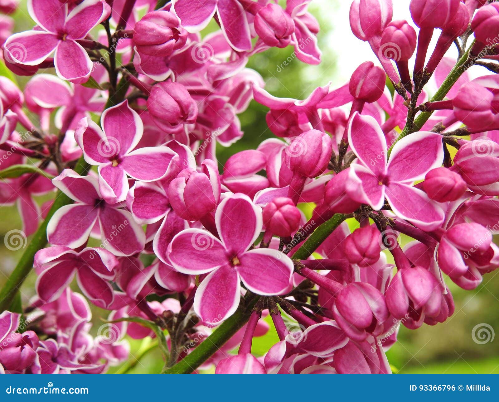 Pink And Lilac Feathers Of A Bird On A Pink Neon Background With Dark ...