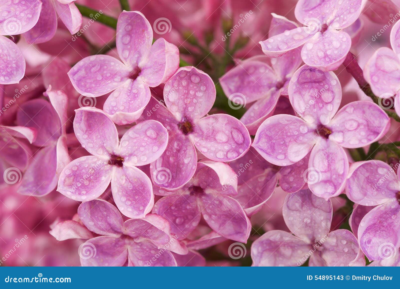 Pink Lilac Flowers after Rain, Close Up. Stock Image - Image of branch ...