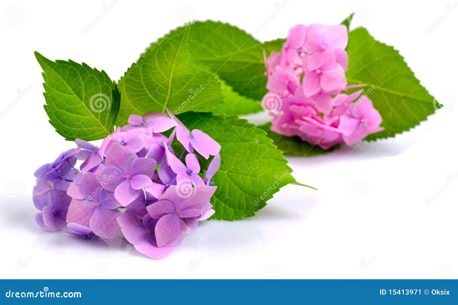 Pink and lilac hydrangea stock image. Image of close - 15413971