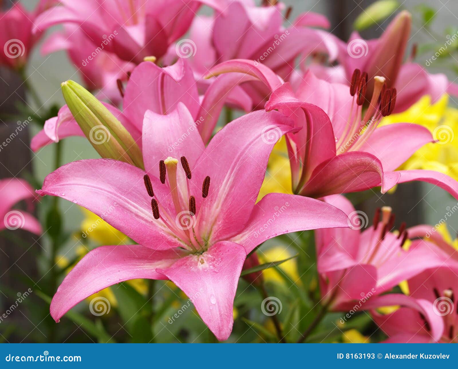 Pink lilies stock image. Image of celebration, colored - 8163193
