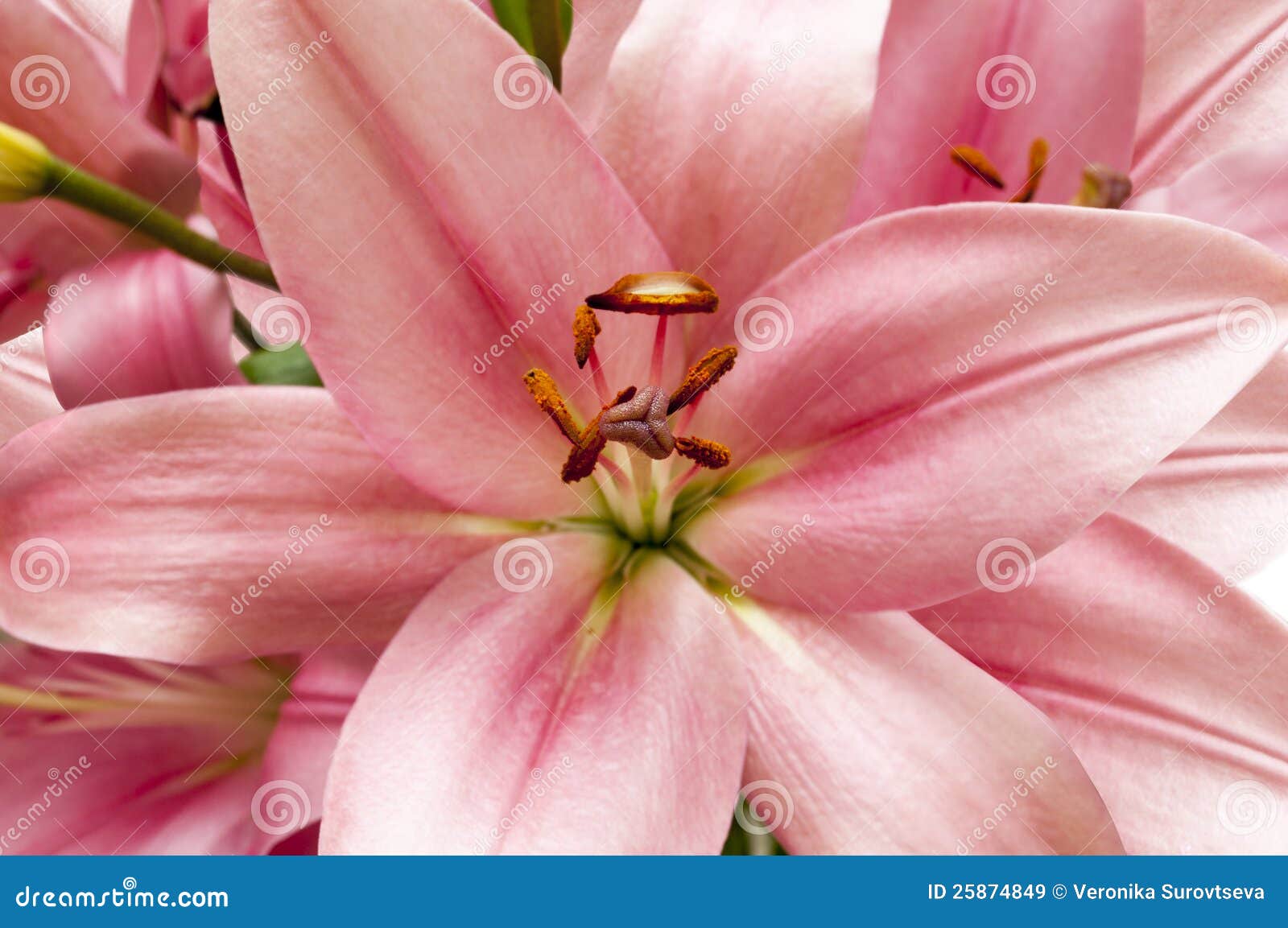 Pink lilies background stock image. Image of background - 25874849