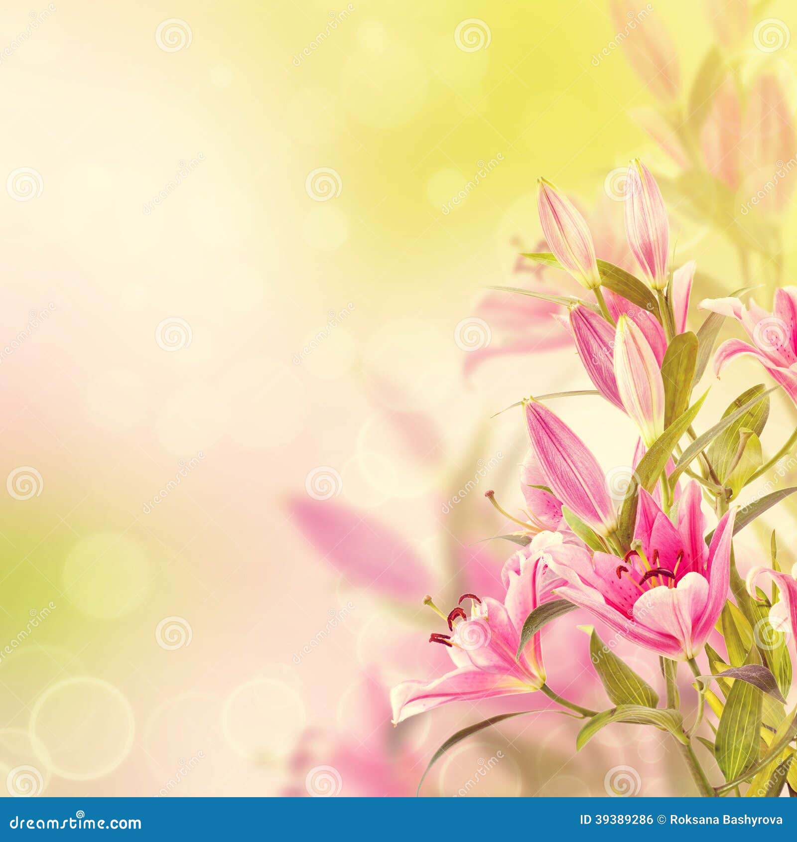Pink lilies background stock photo. Image of beauty, copyspace - 39389286