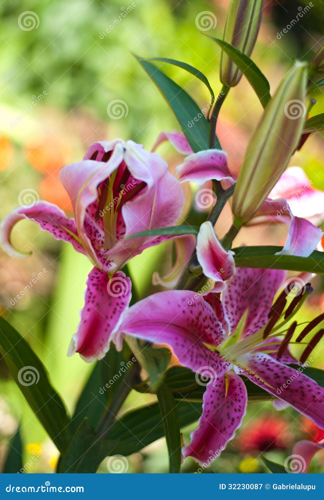 Pink lilies stock image. Image of blossom, pollen, pattern - 32230087
