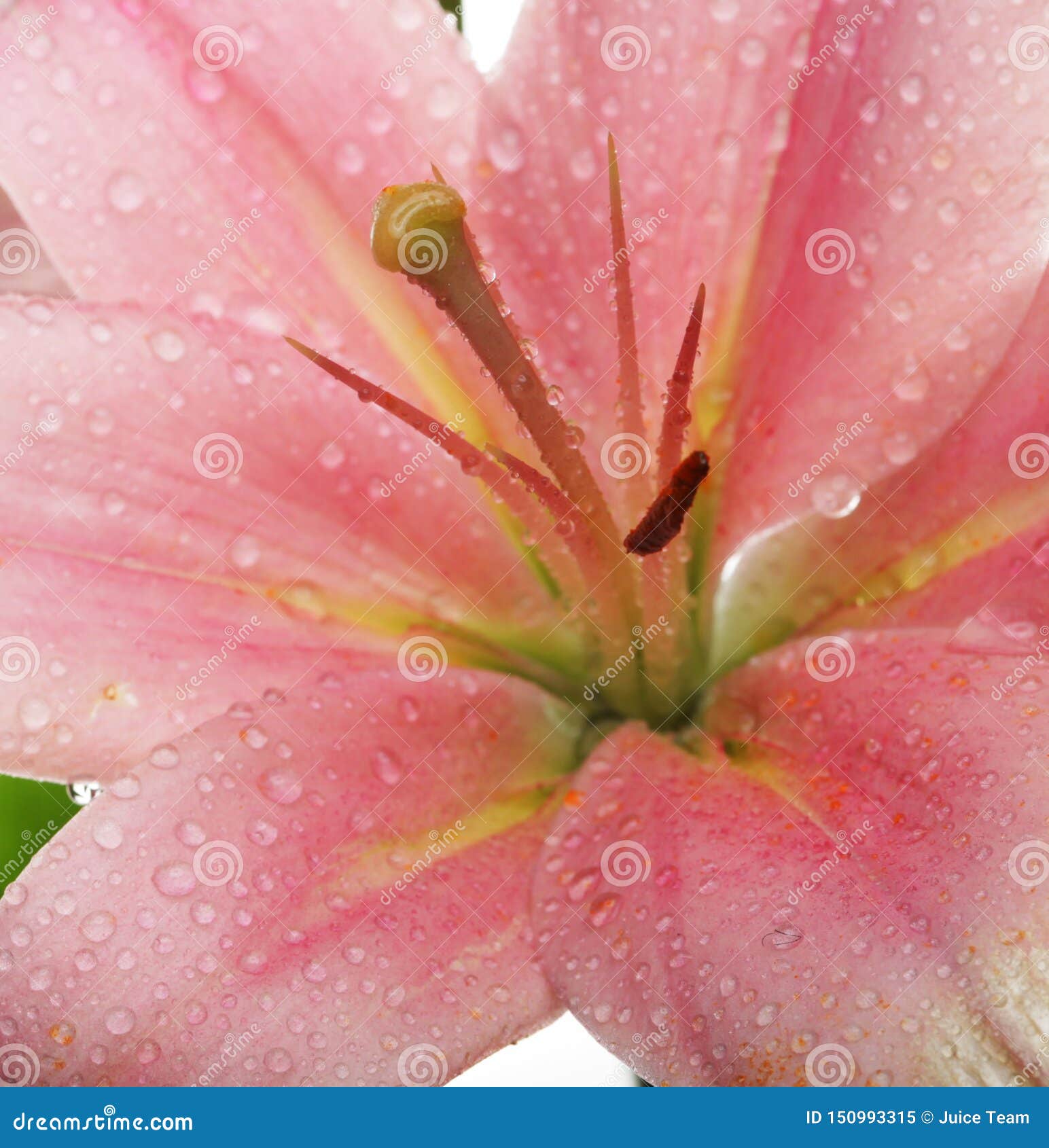 Pink Lilies Close Up, Studio Shoot Stock Image - Image of detail, green ...