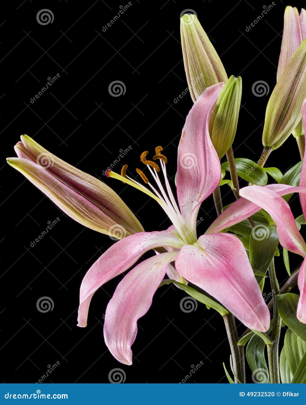 Pink Lilies stock photo. Image of bloom, green, plant - 49232520