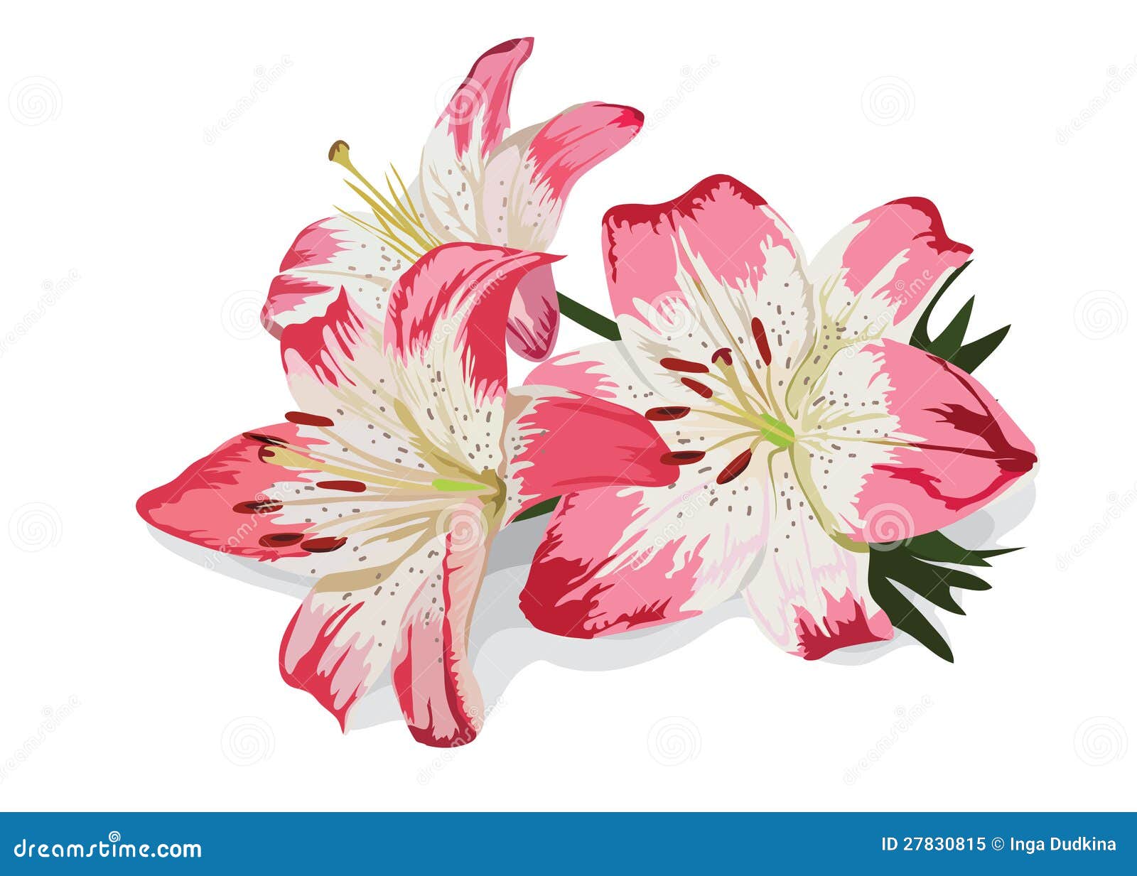 Pink lilies flower stock vector. Illustration of decoration - 27830815