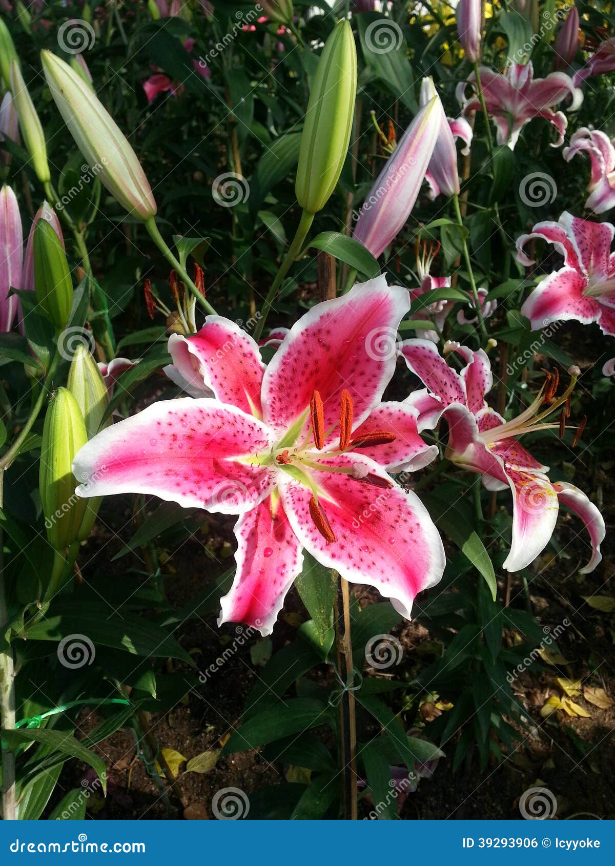 Pink lilies flower bush stock photo. Image of grove, bush - 39293906