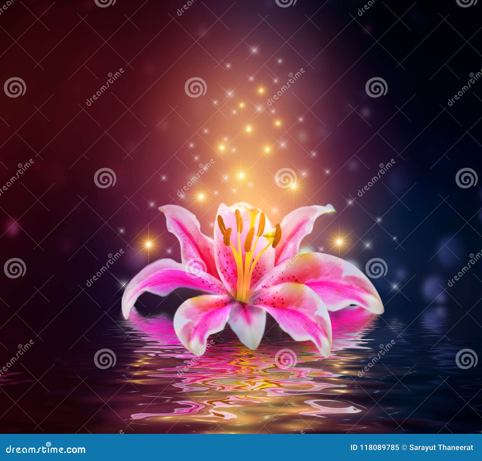 Pink Lilies Flower on Water Reflection Stock Image - Image of leaf ...