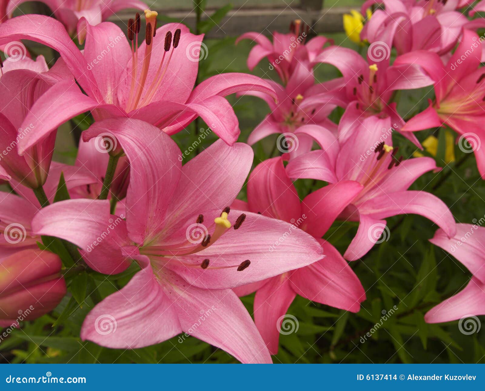 Pink lilies in a garden stock photo. Image of glorious - 6137414
