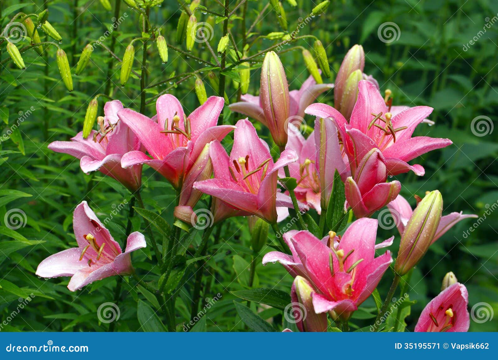 Pink lilies stock image. Image of fresh, beauty, closeup - 35195571