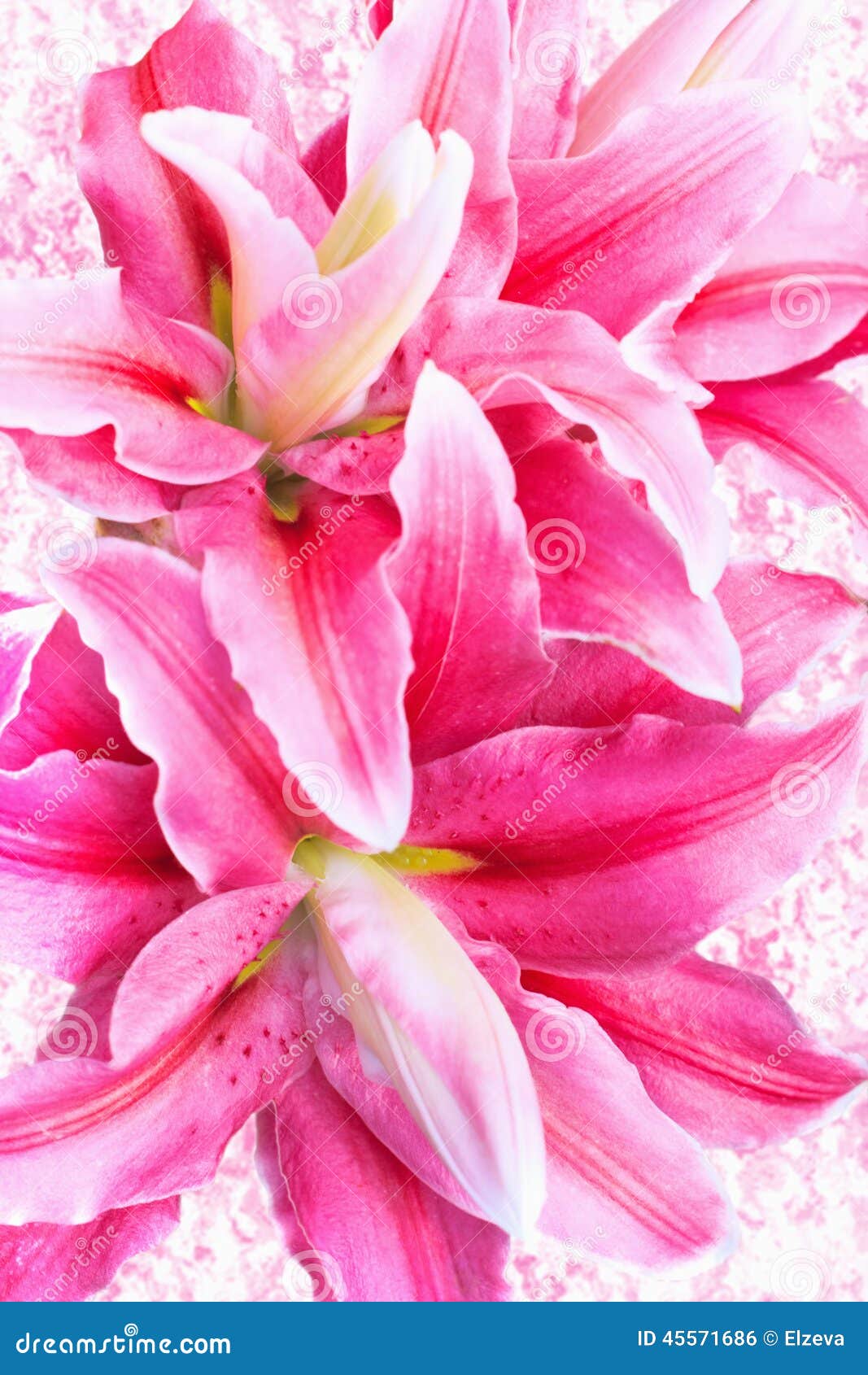 Pink Lily Flowers Wallpaper