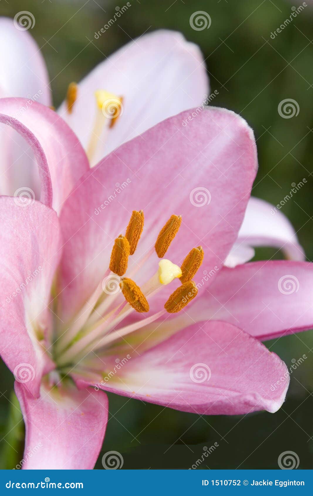 Pink lilly stock photo. Image of vibrant, pollen, plant - 1510752