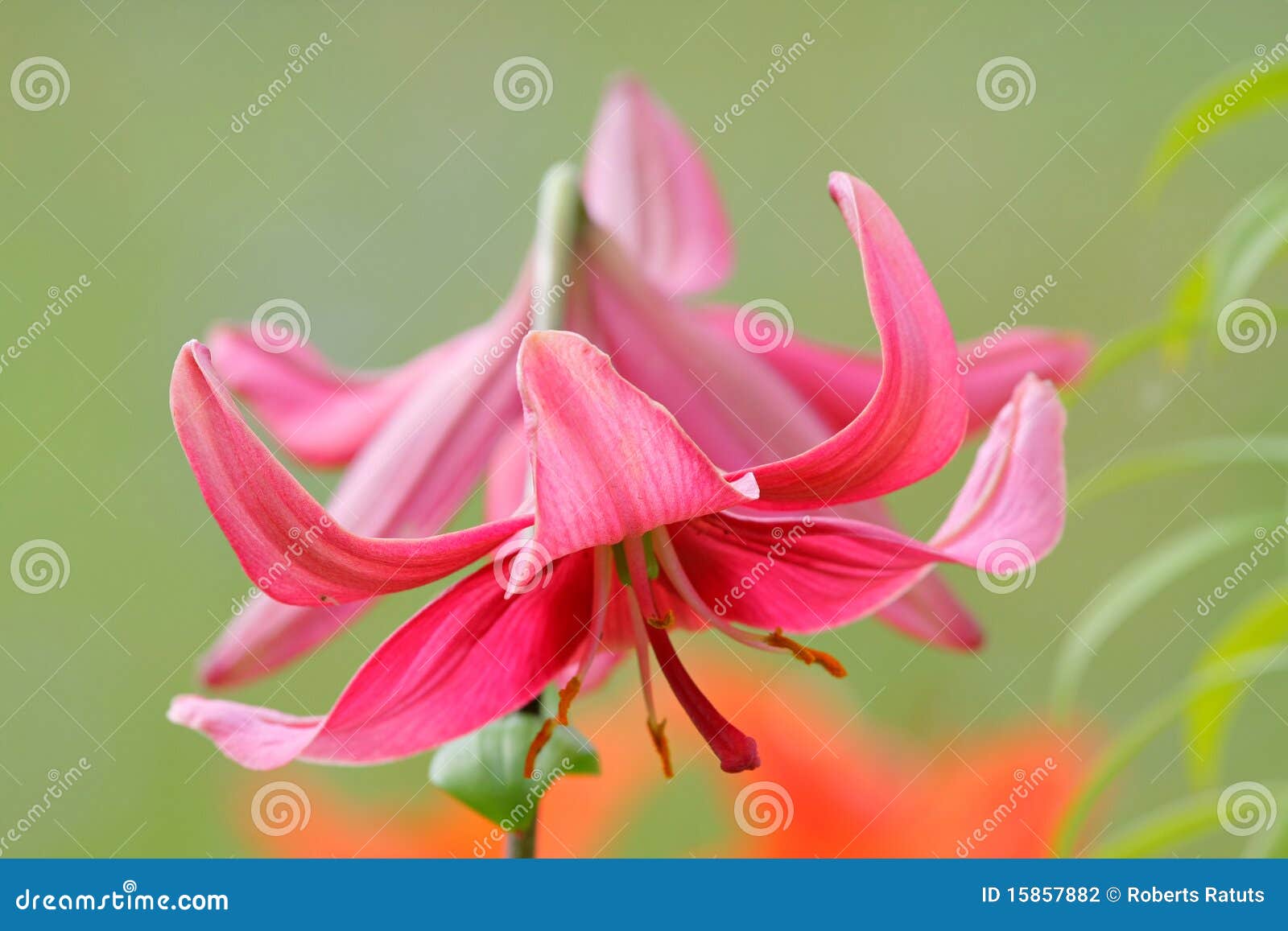 Pink lilly stock photo. Image of color, outdoor, growth - 15857882