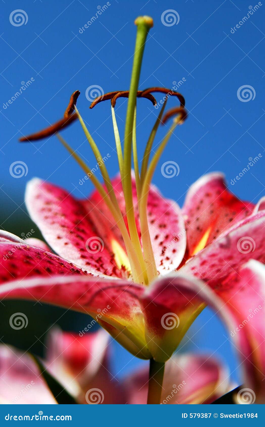 Pink Lilly 2 stock image. Image of gardens, easter, plants - 579387