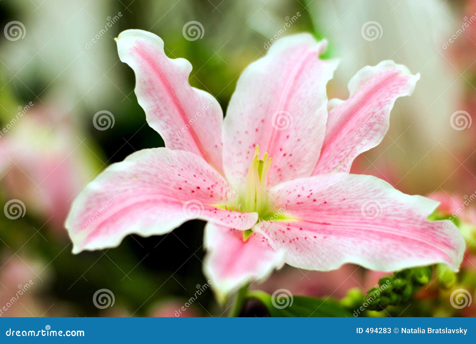 Pink lilly stock image. Image of stand, garden, florist - 494283