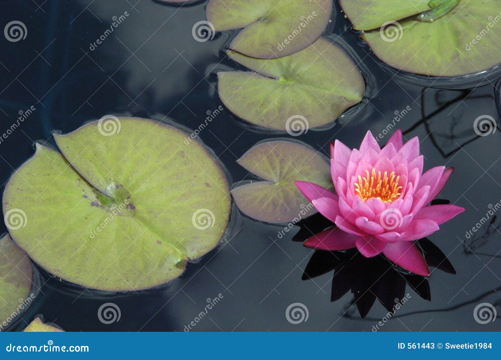 2,443 Lilly Floating Stock Photos - Free & Royalty-Free Stock Photos ...