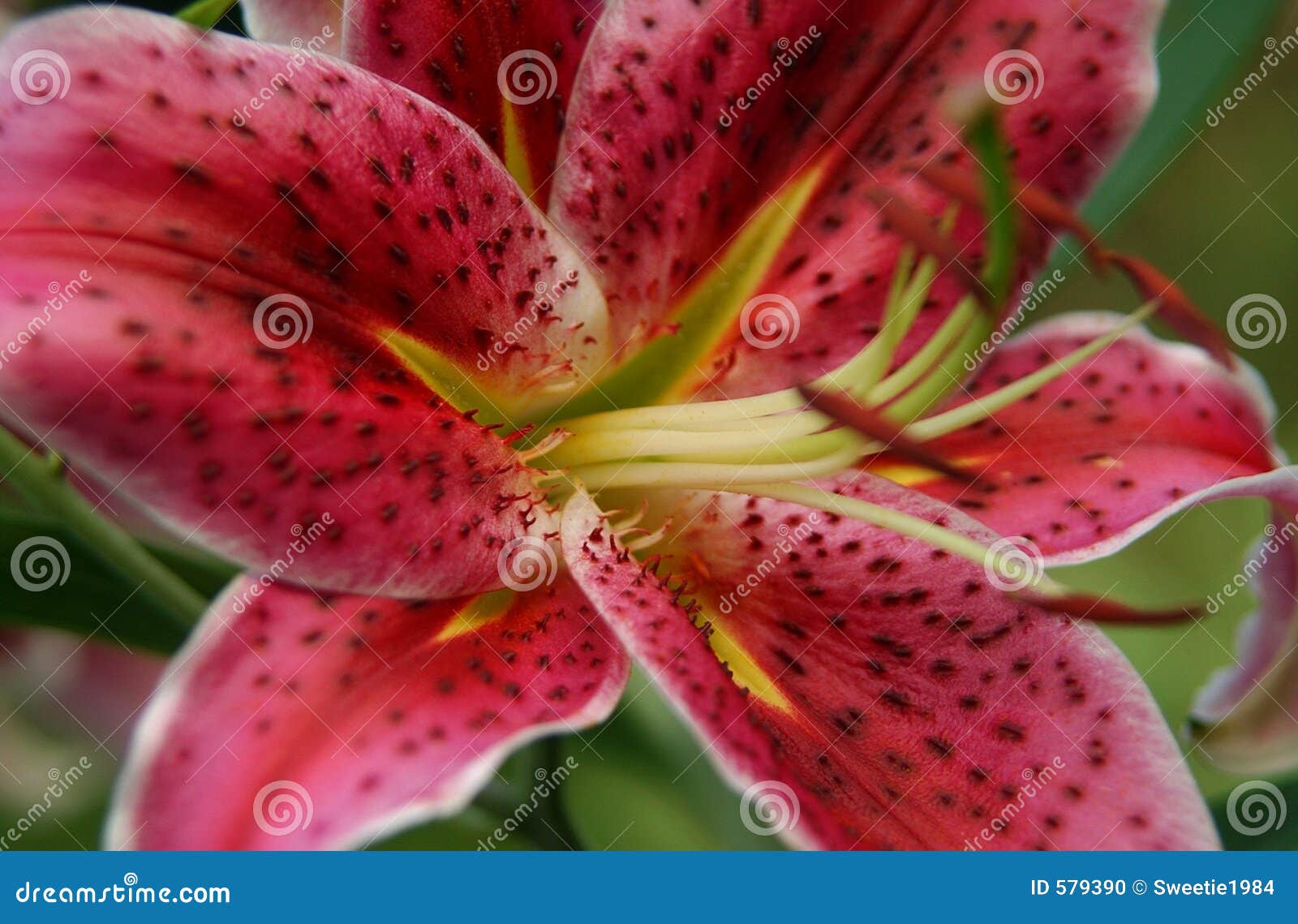 Pink Lilly 6 stock photo. Image of easter, tropical, plants - 579390