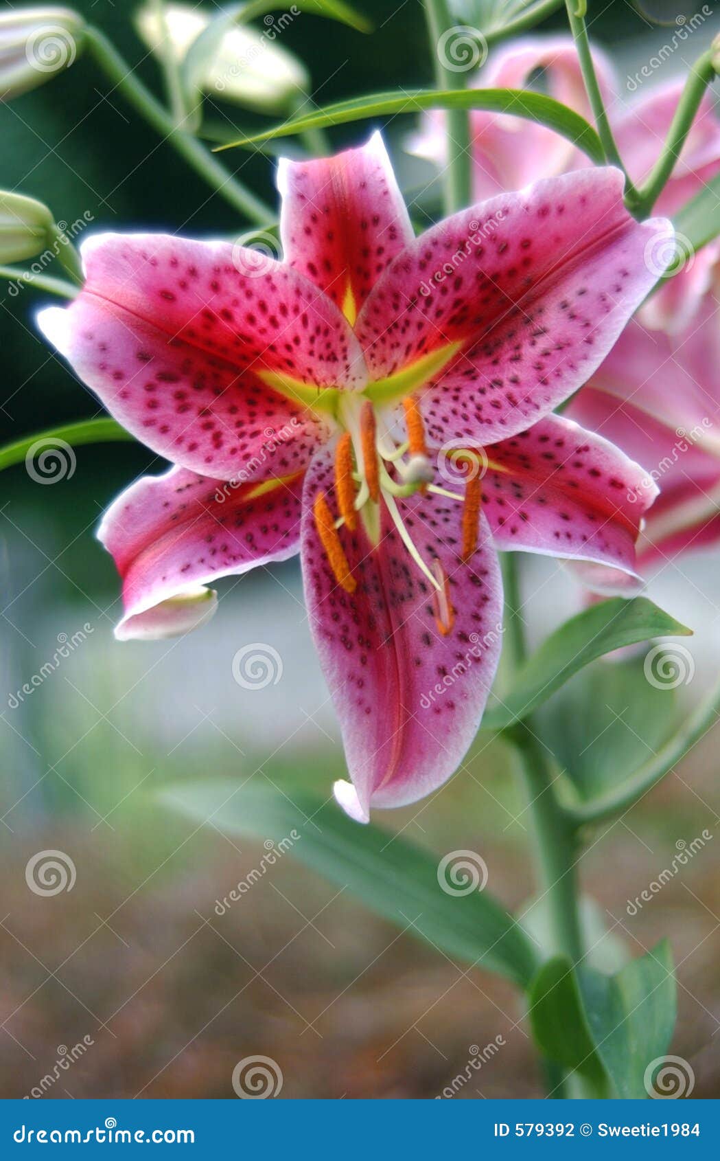 Pink Lilly 7 stock photo. Image of fields, plants, lilly - 579392