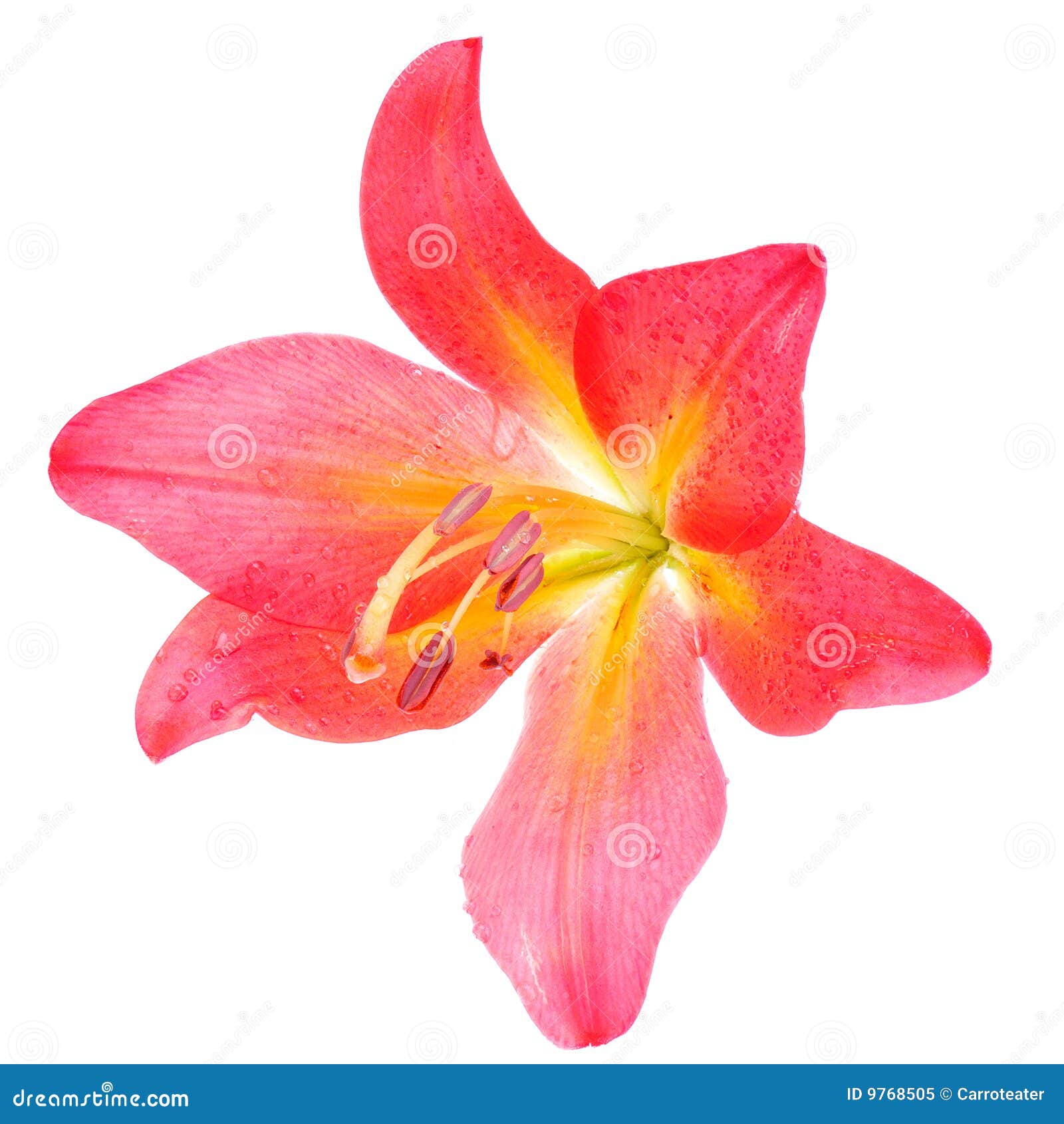Pink lilly stock image. Image of bright, beautiful, happy - 9768505